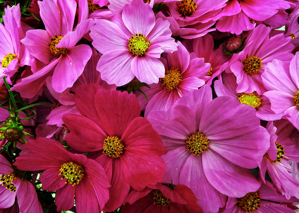 'Pink and Magenta Cosmos' Poster, picture, metal print, paint by Deanne ...
