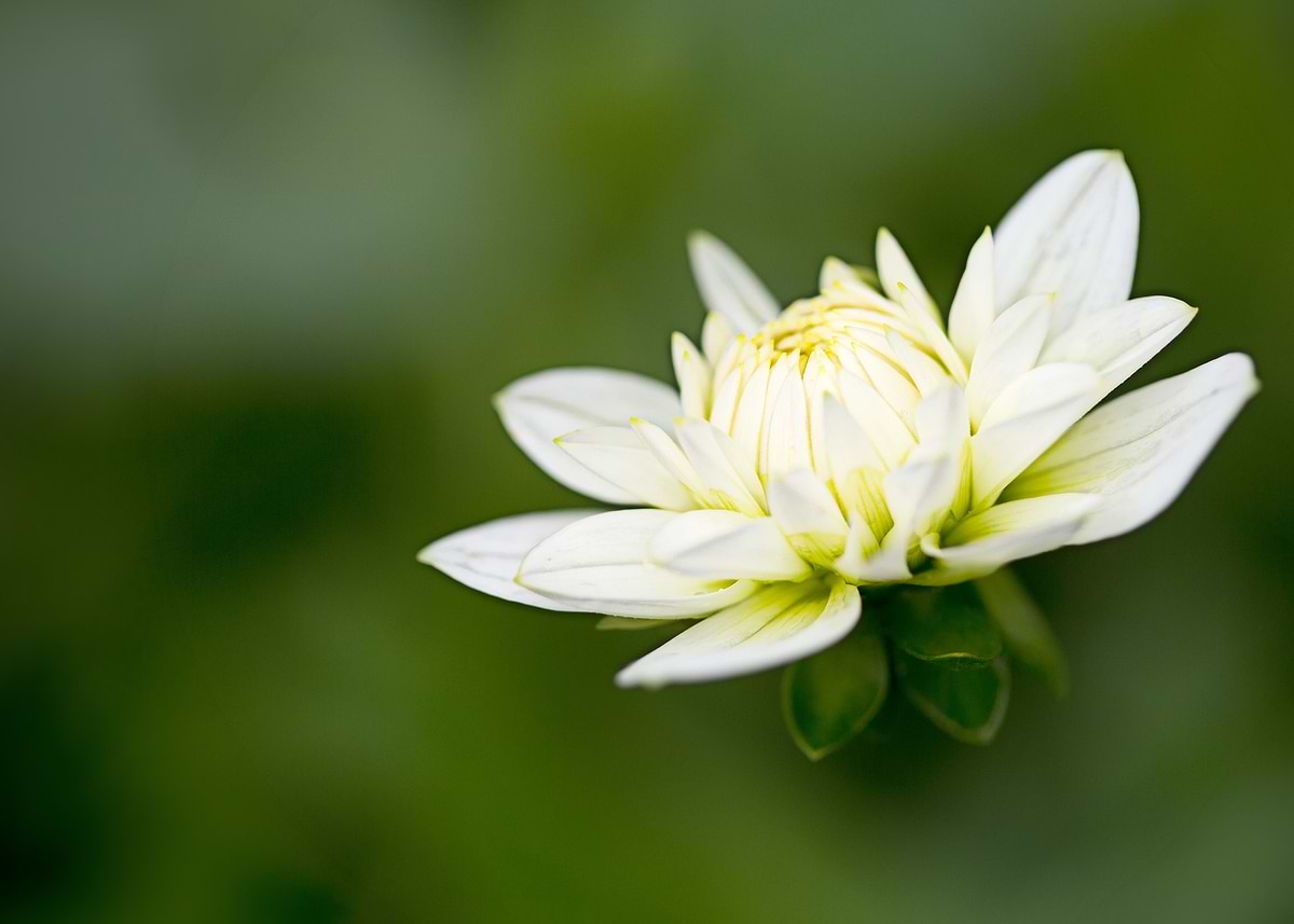 'Floater' Poster, picture, metal print, paint by Rebecca Cozart | Displate