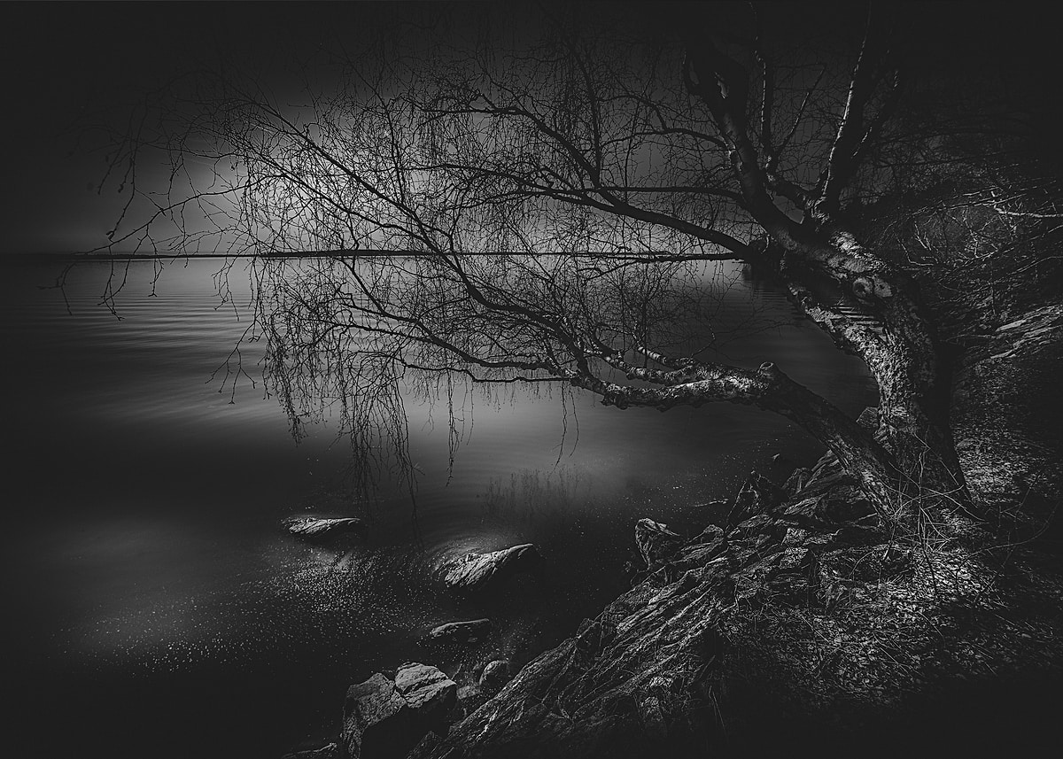 'Once upon a tree' Poster, picture, metal print, paint by Ulf Härstedt ...