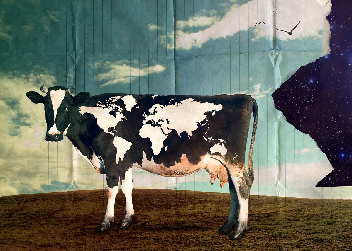 'Surreal Bovine Atlas. Cow with world map' Poster, picture, metal print ...