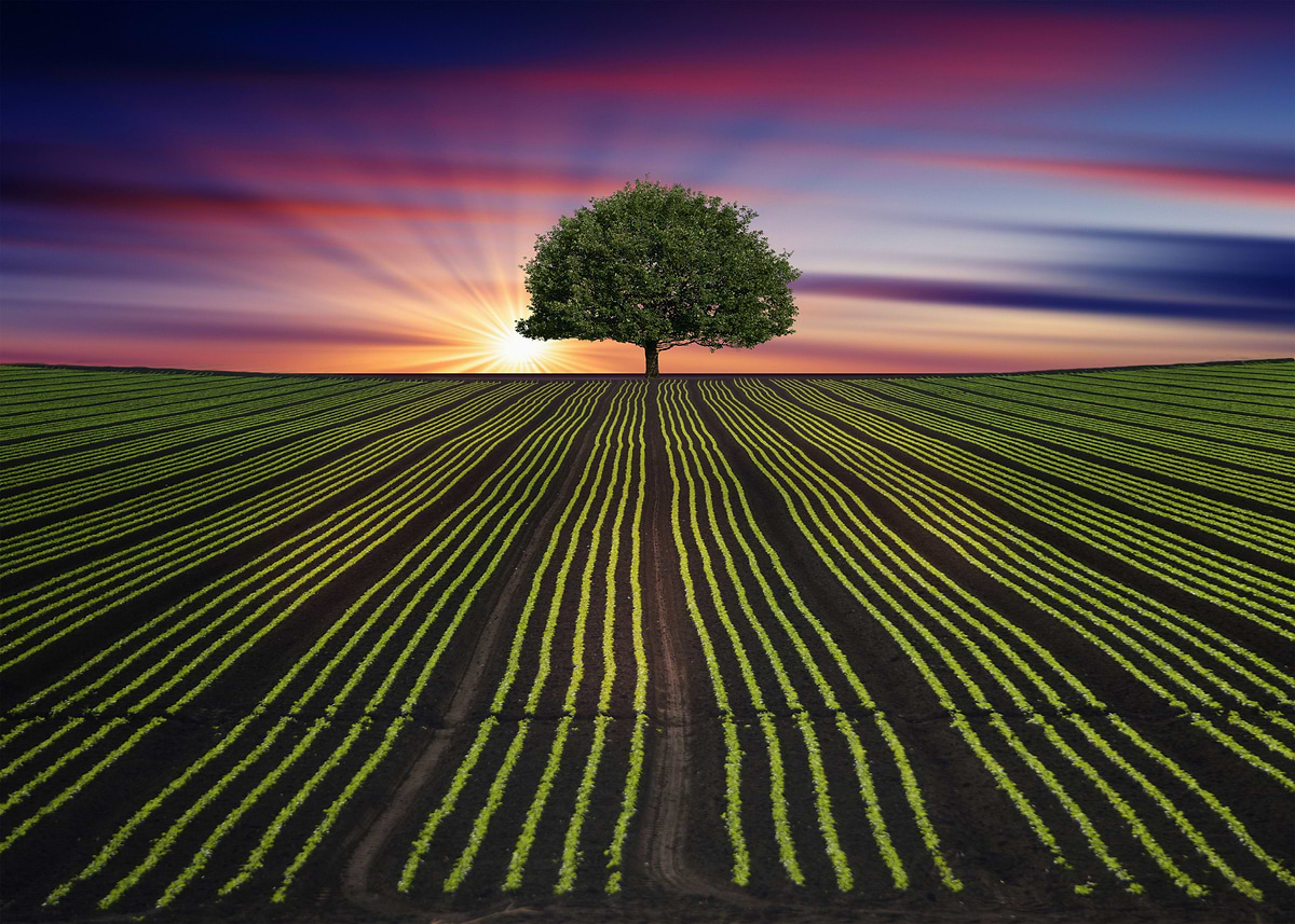 'The field ' Poster, picture, metal print, paint by chrissie Judge ...