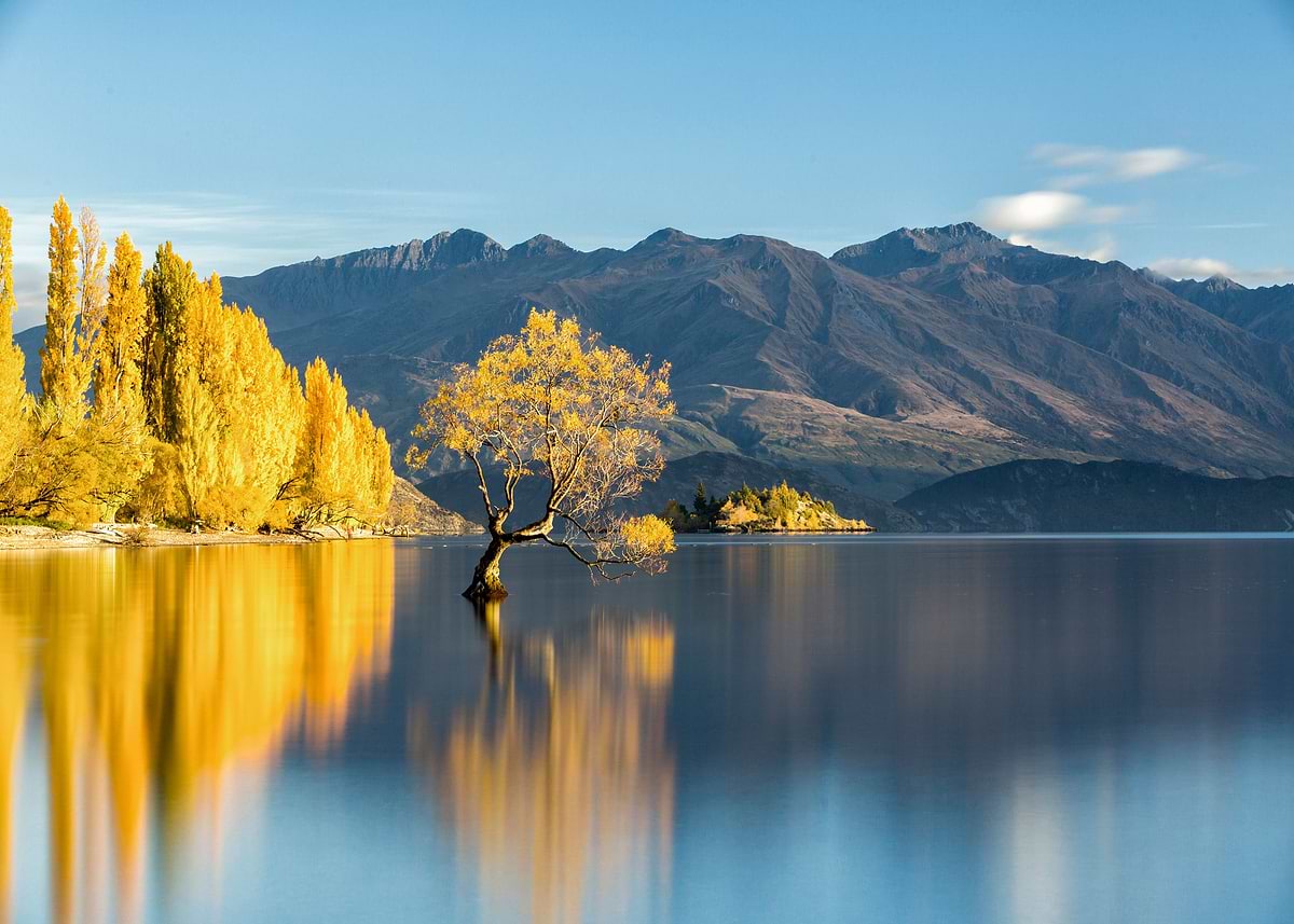 'Wanaka Tree at Autumn' Poster, picture, metal print, paint by Russ ...