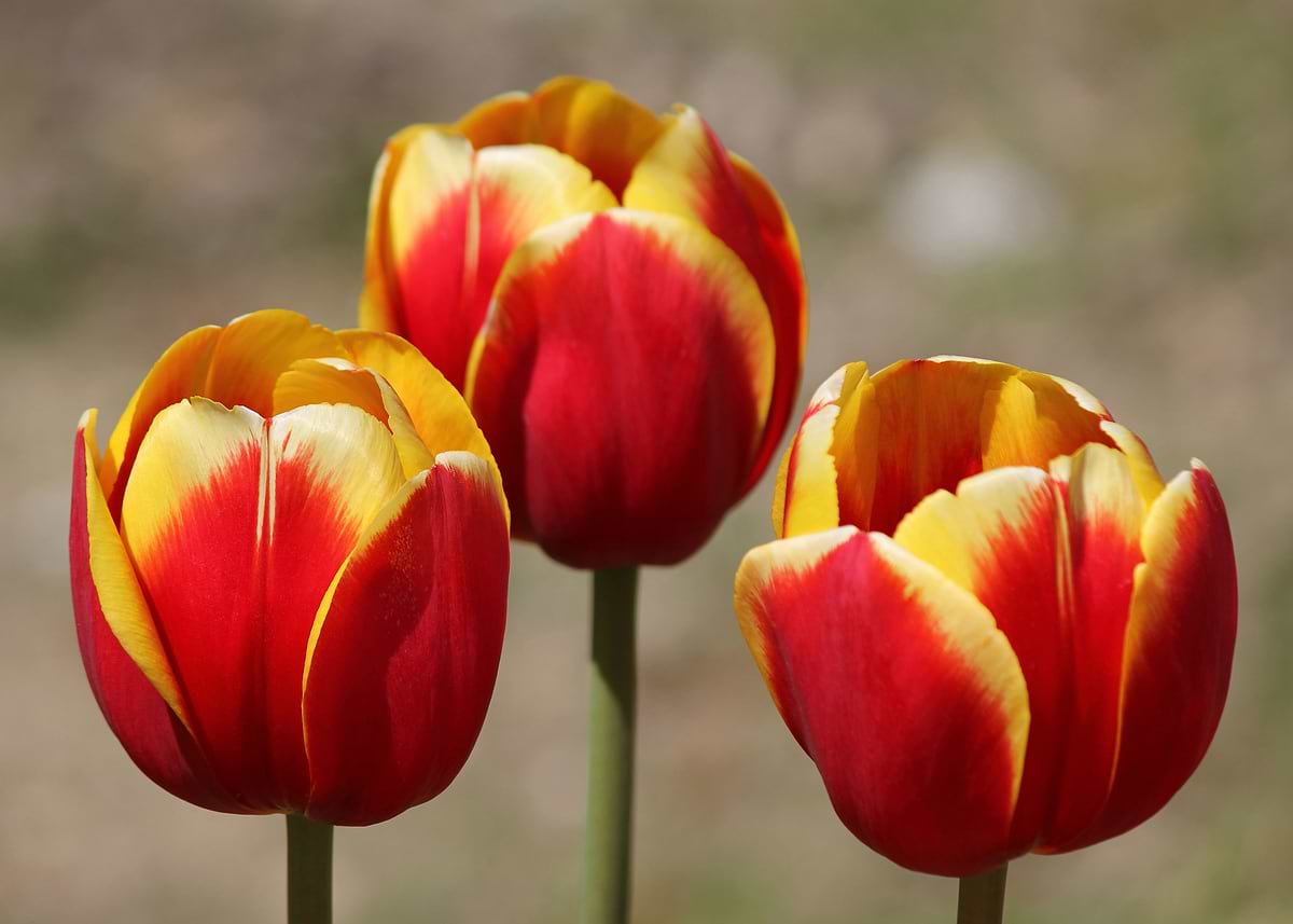 'Three Tulips' Poster, picture, metal print, paint by Aloke Photography ...