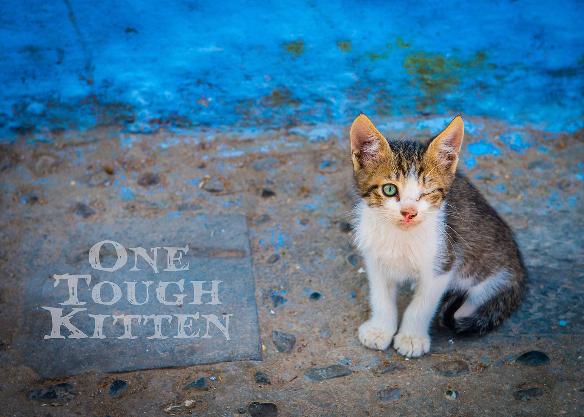 'One Tough Kitten' Poster, picture, metal print, paint by Jennylynn ...
