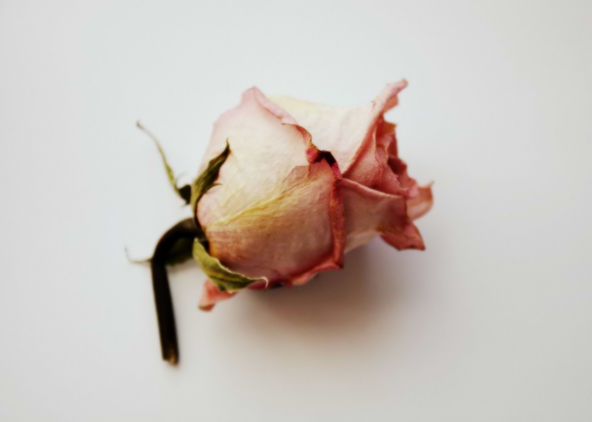 'Rose of mine II' Poster, picture, metal print, paint by Anita ...