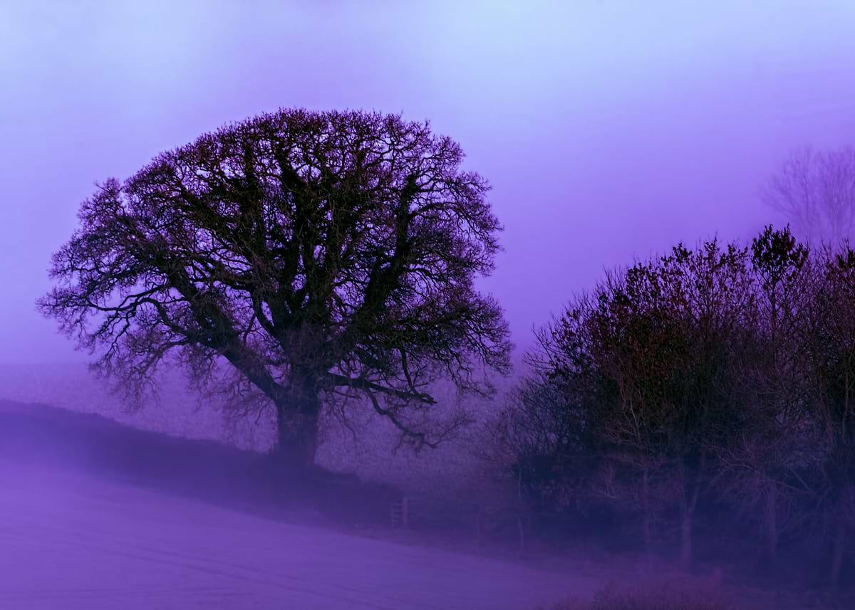 'Devon Fog 8' Poster, picture, metal print, paint by David Crosby ...