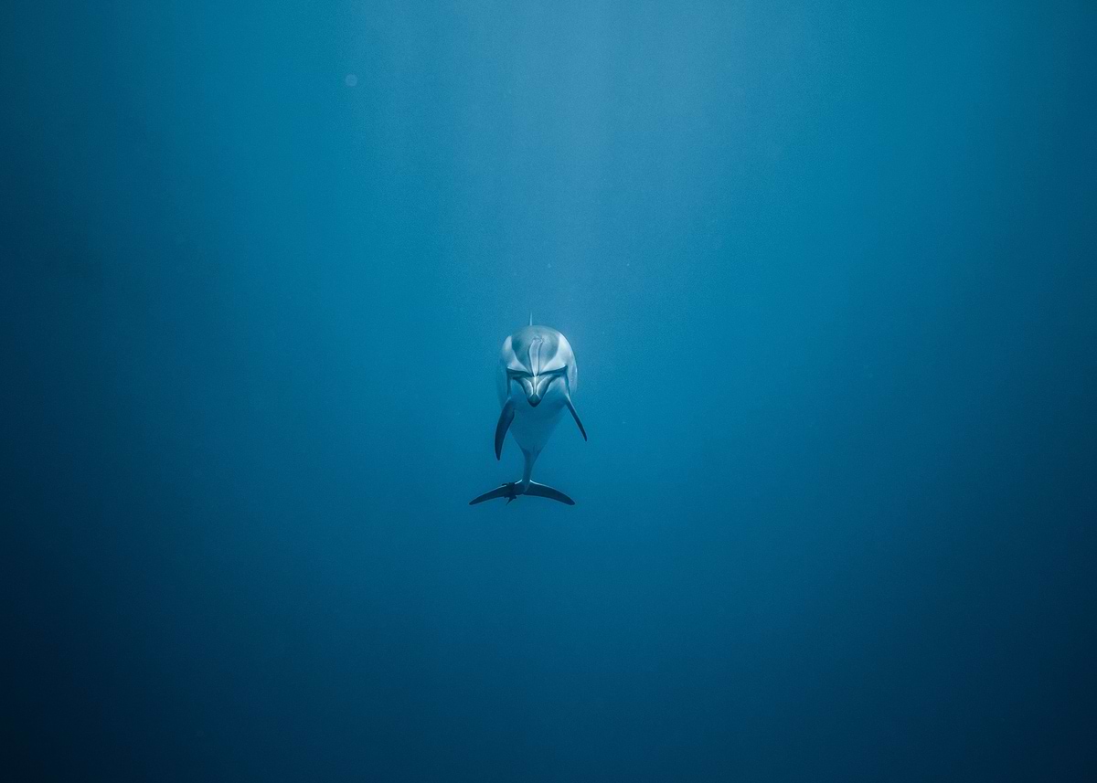 'HMW Shark' Poster, picture, metal print, paint by bhai attari | Displate