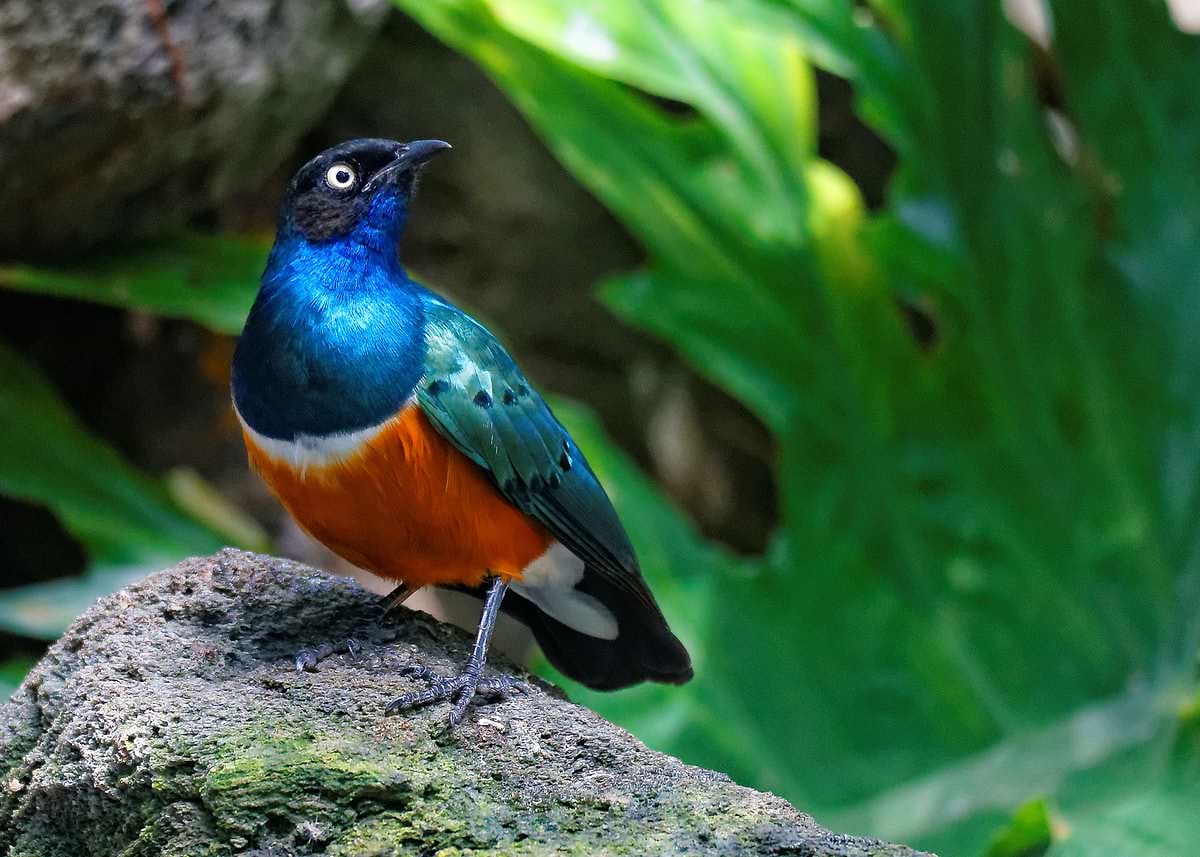 'Gorgeous Superb Starling' Poster, picture, metal print, paint by Hui ...