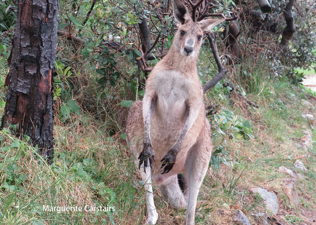 'Wallaby on the Track' Poster, picture, metal print, paint by ...