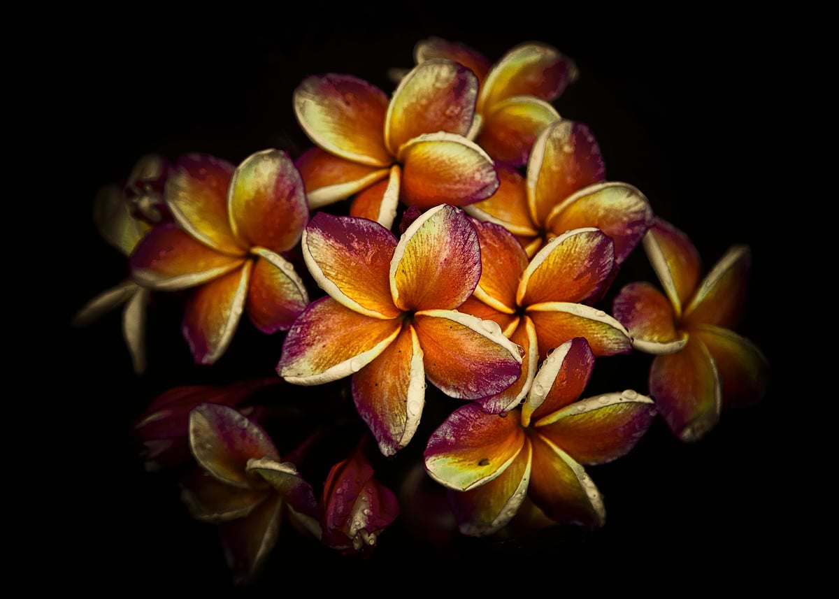 'Colorful frangipani' Poster, picture, metal print, paint by Benjamin ...