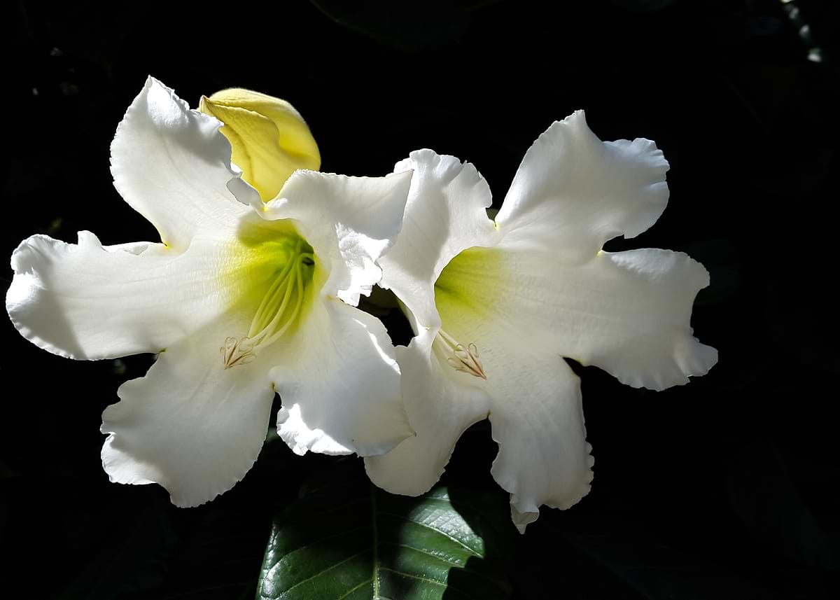 'Morning flower' Poster, picture, metal print, paint by Rogelio Cabrera ...