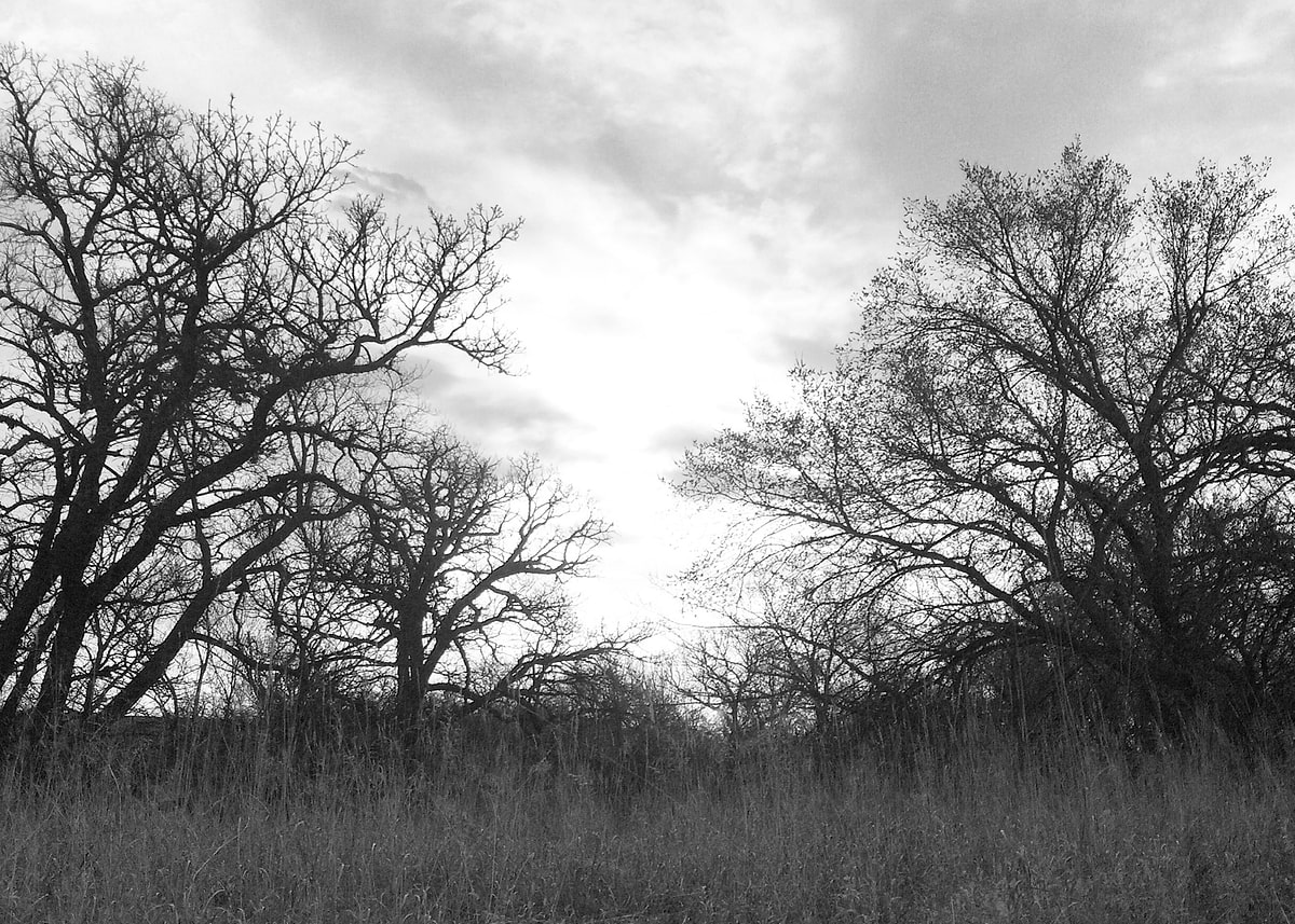 'Winter Desolation' Poster, picture, metal print, paint by Branden ...