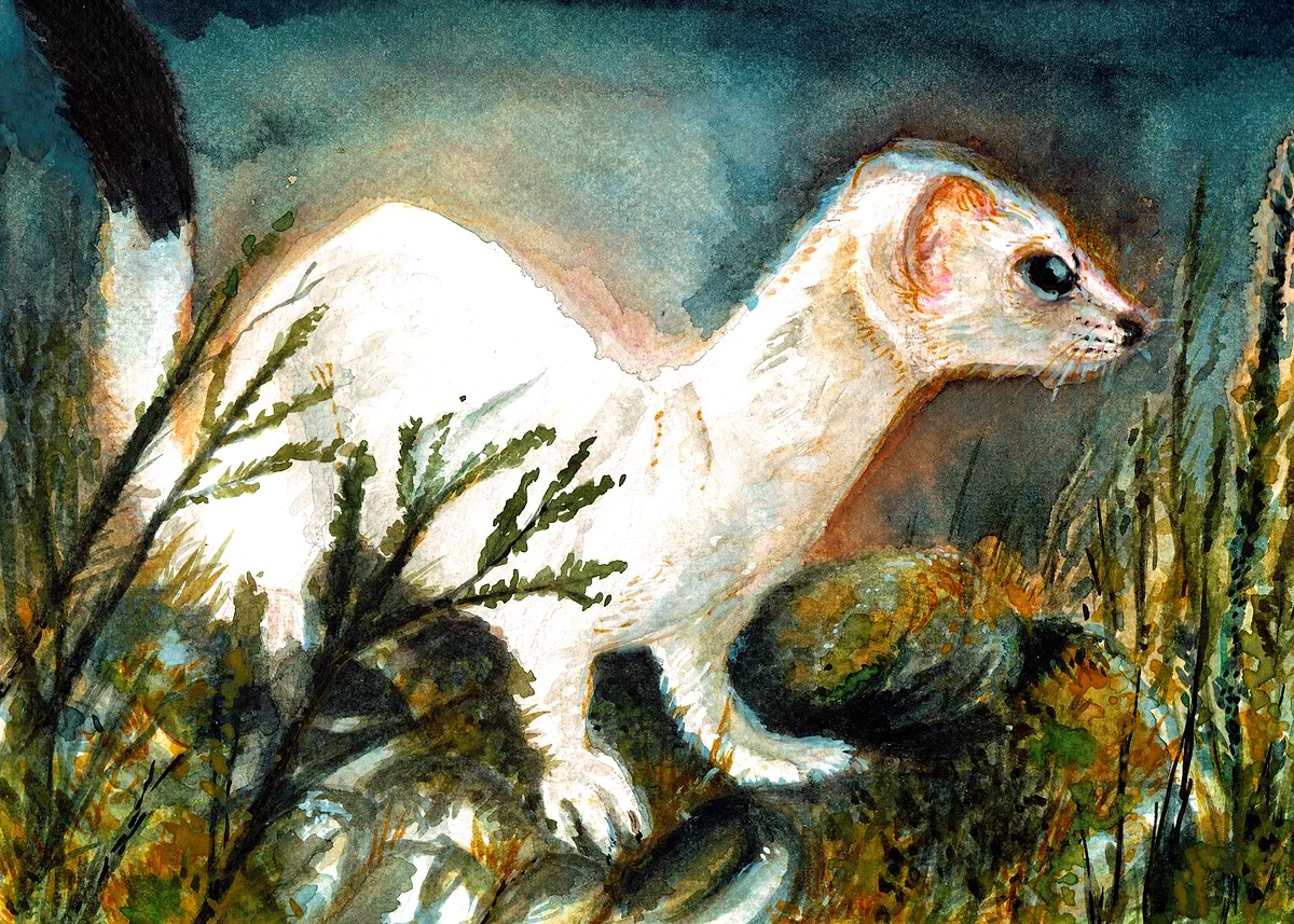 'Winter Stoat' Poster, picture, metal print, paint by Belette Le Pink ...