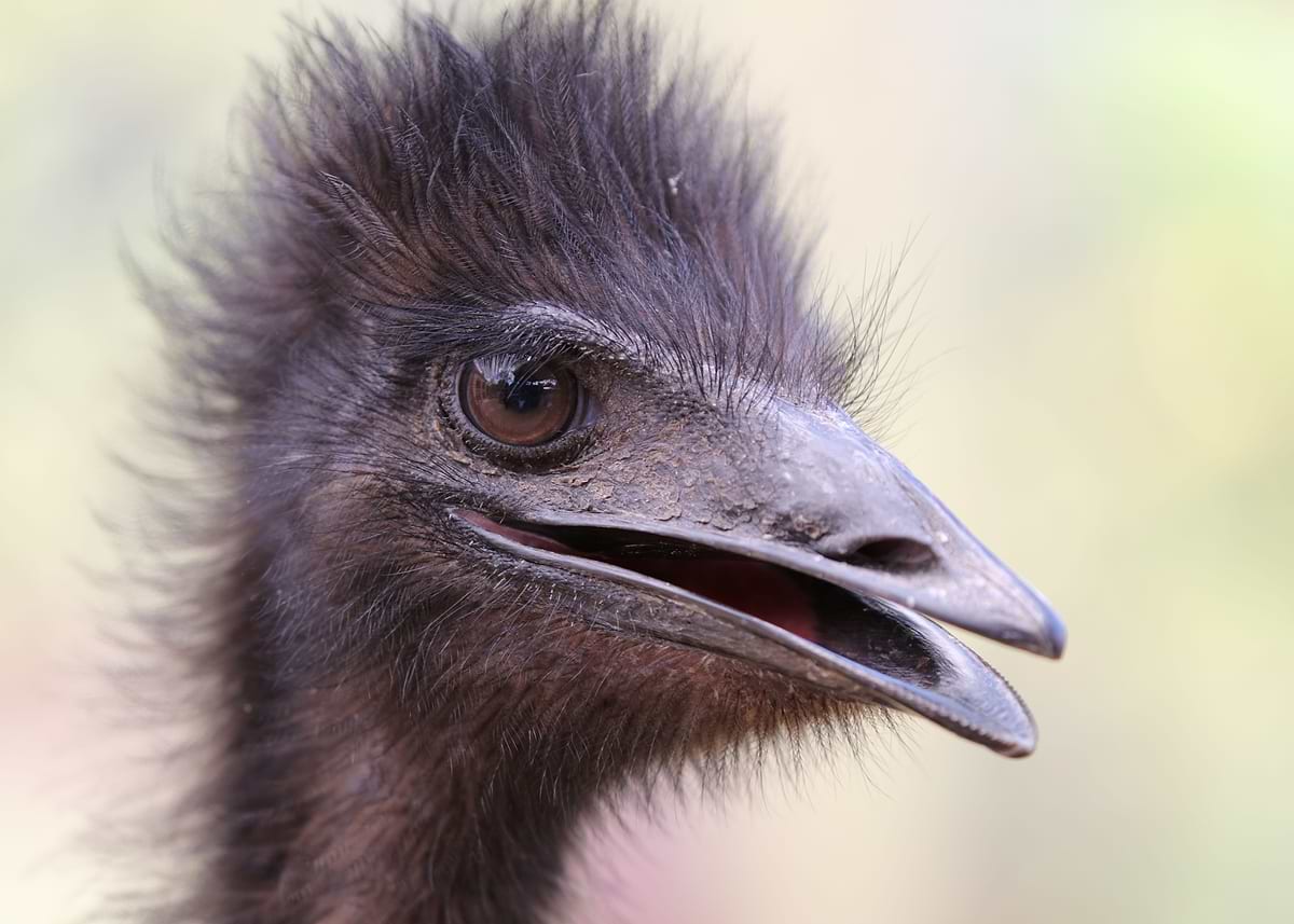'emu head' Poster, picture, metal print, paint by Melanie Kowasic ...