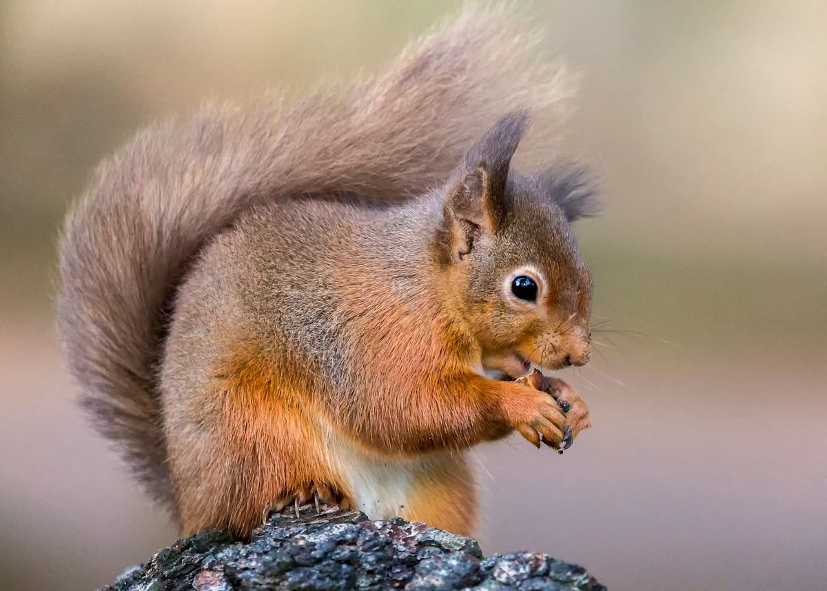 'Cyril the squirrel' Poster, picture, metal print, paint by Graeme Gall ...