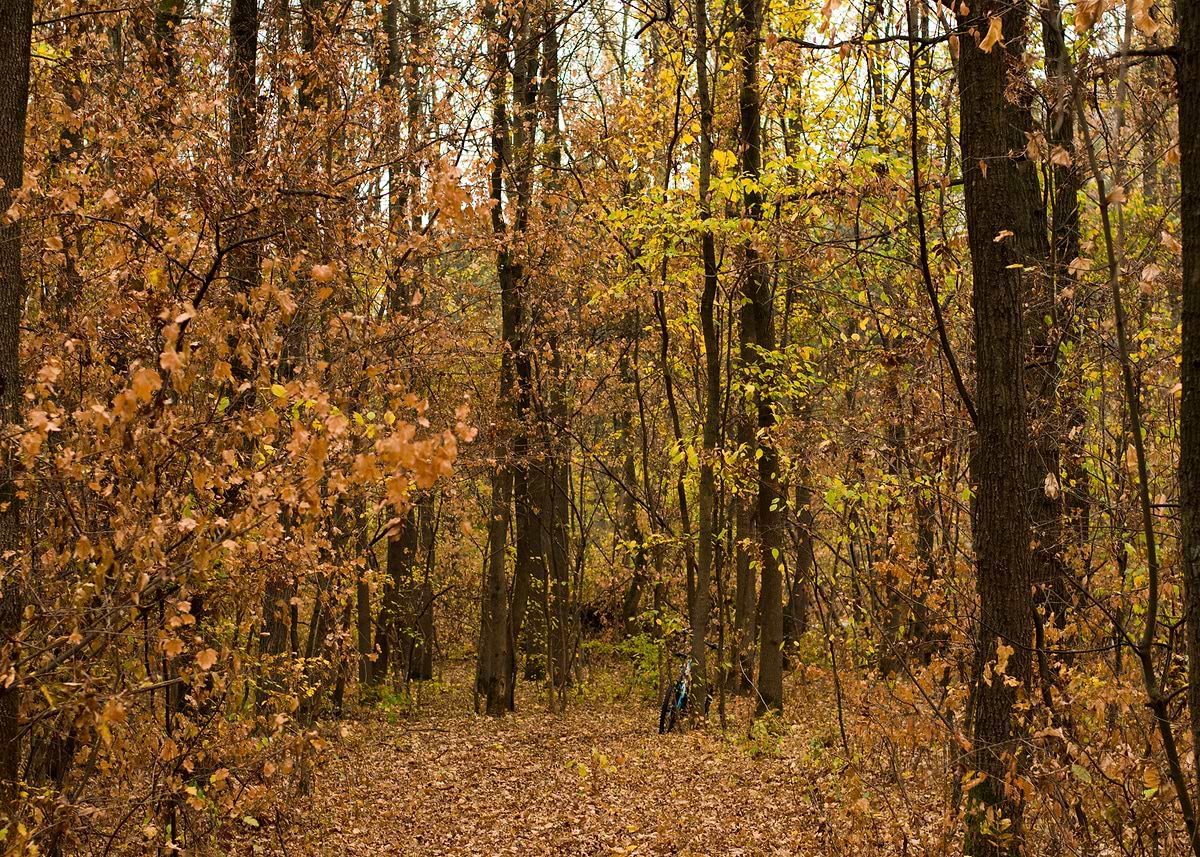 'autumn solitude ' Poster, picture, metal print, paint by cristian ...