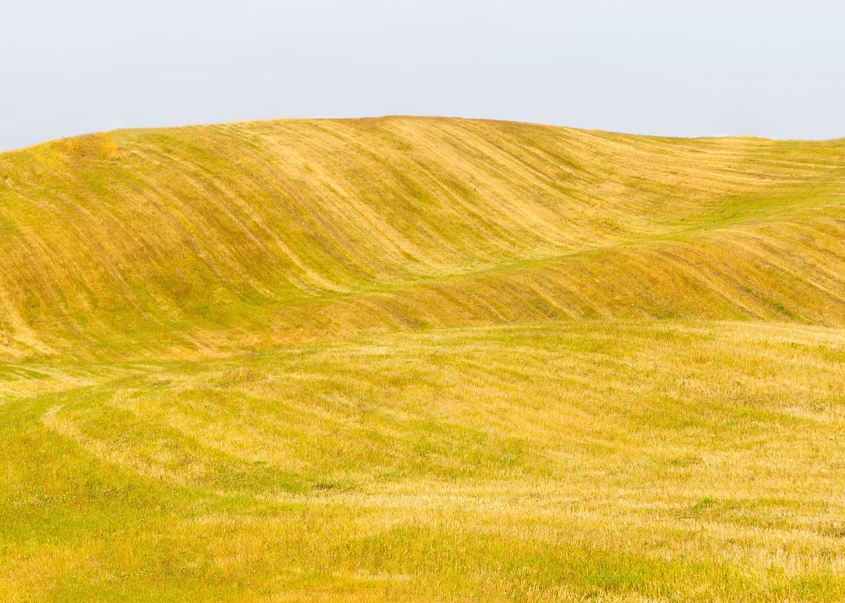 'Golden plantation curves' Poster, picture, metal print, paint by ...