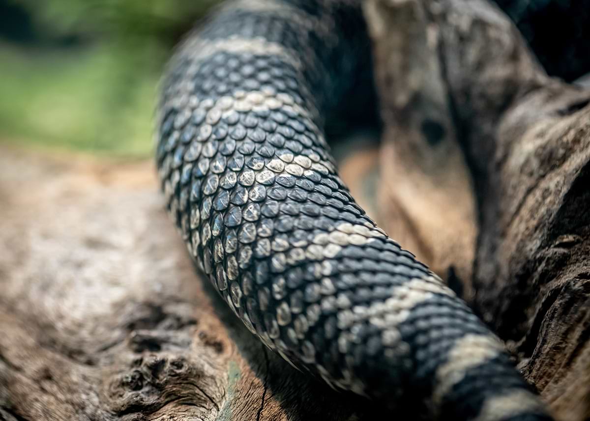 'Snake Scales' Poster, picture, metal print, paint by Done4 Today ...