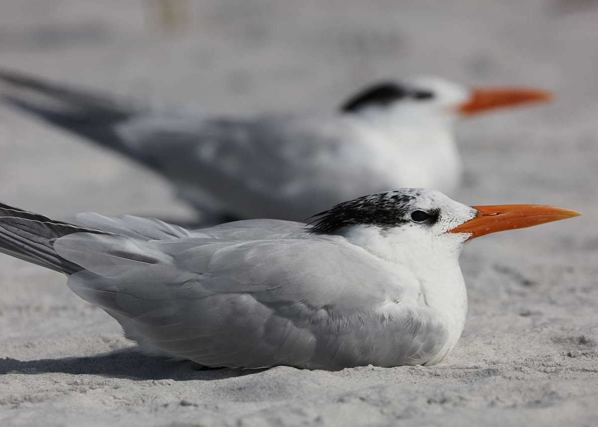 'Royal Tern' Poster, picture, metal print, paint by Melanie Kowasic ...