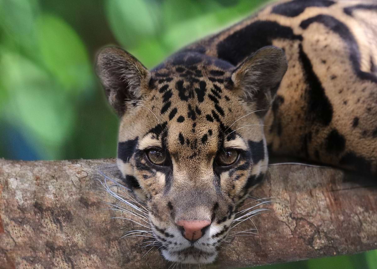 'Spotted' Poster, picture, metal print, paint by Melanie Kowasic | Displate