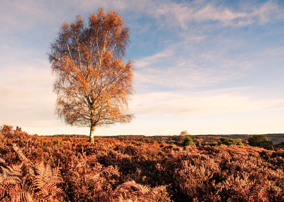 'Birch Tree' Poster, picture, metal print, paint by Svetlana Sewell ...