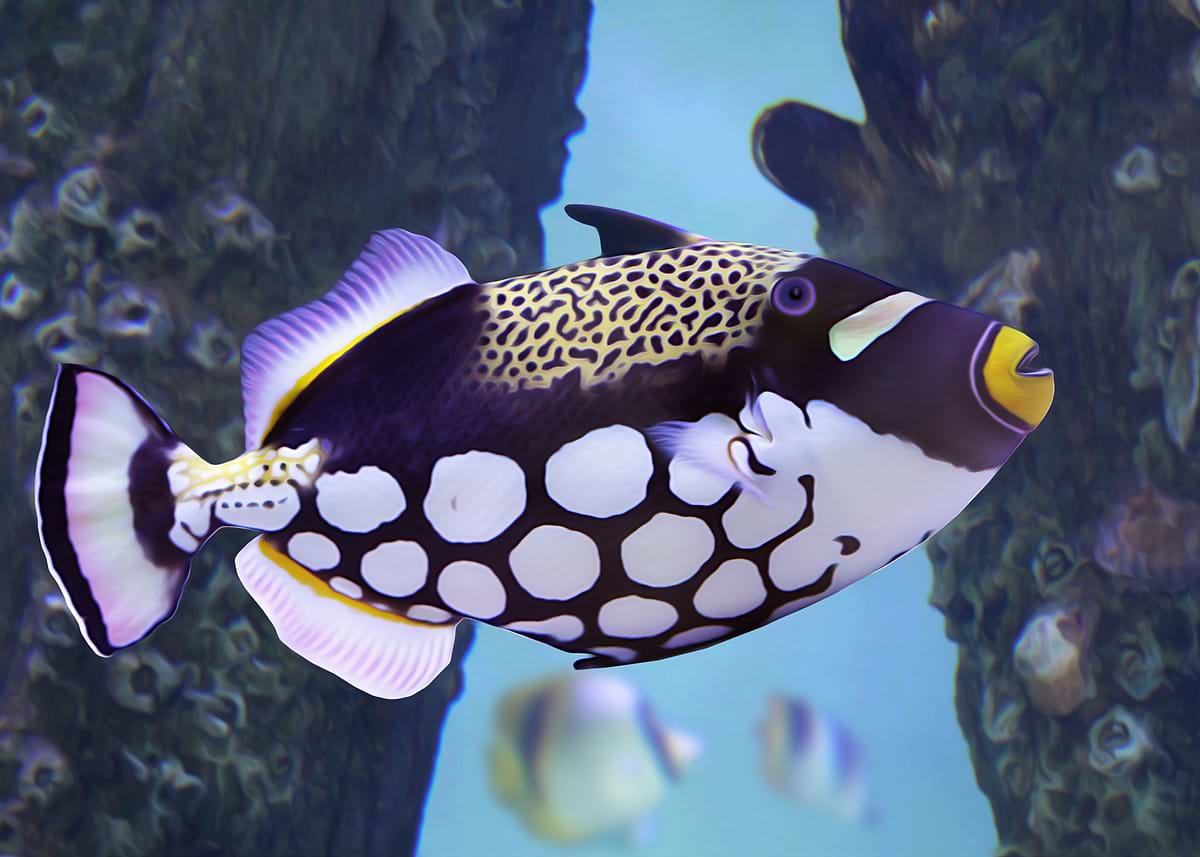 'Clown Triggerfish' Poster, picture, metal print, paint by Buck ...