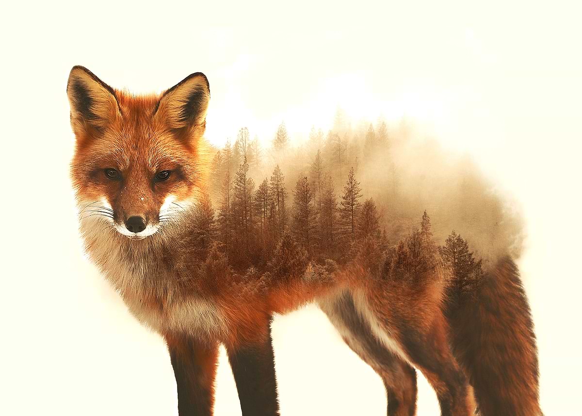 'Fox 3' Poster, picture, metal print, paint by dmc 696 | Displate