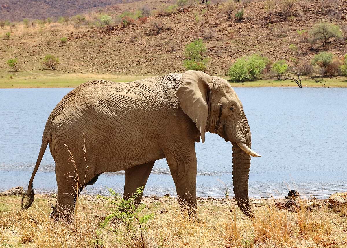 'Elephant' Poster, picture, metal print, paint by Barbara Fraatz | Displate