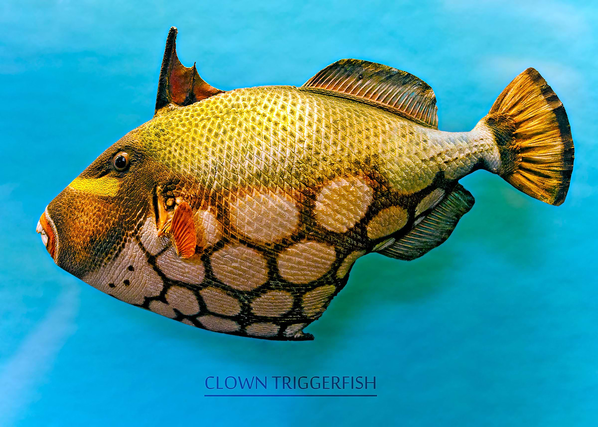 'Clown triggerfish' Poster, picture, metal print, paint by Leopold Brix ...