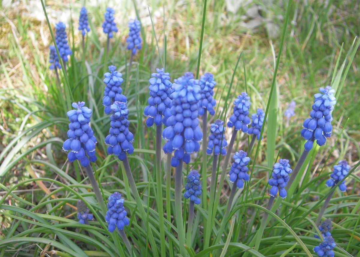 'Blue spring ' Poster, picture, metal print, paint by Edy Art Space ...