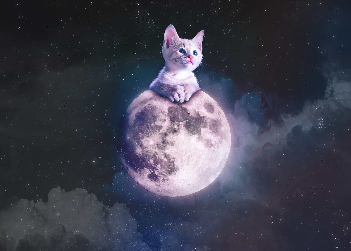 Kitten Cat On The Moon Poster Picture Metal Print Paint By Tim