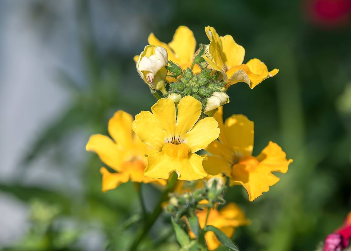 'yellow snapdragons ' Poster, picture, metal print, paint by Ornella ...