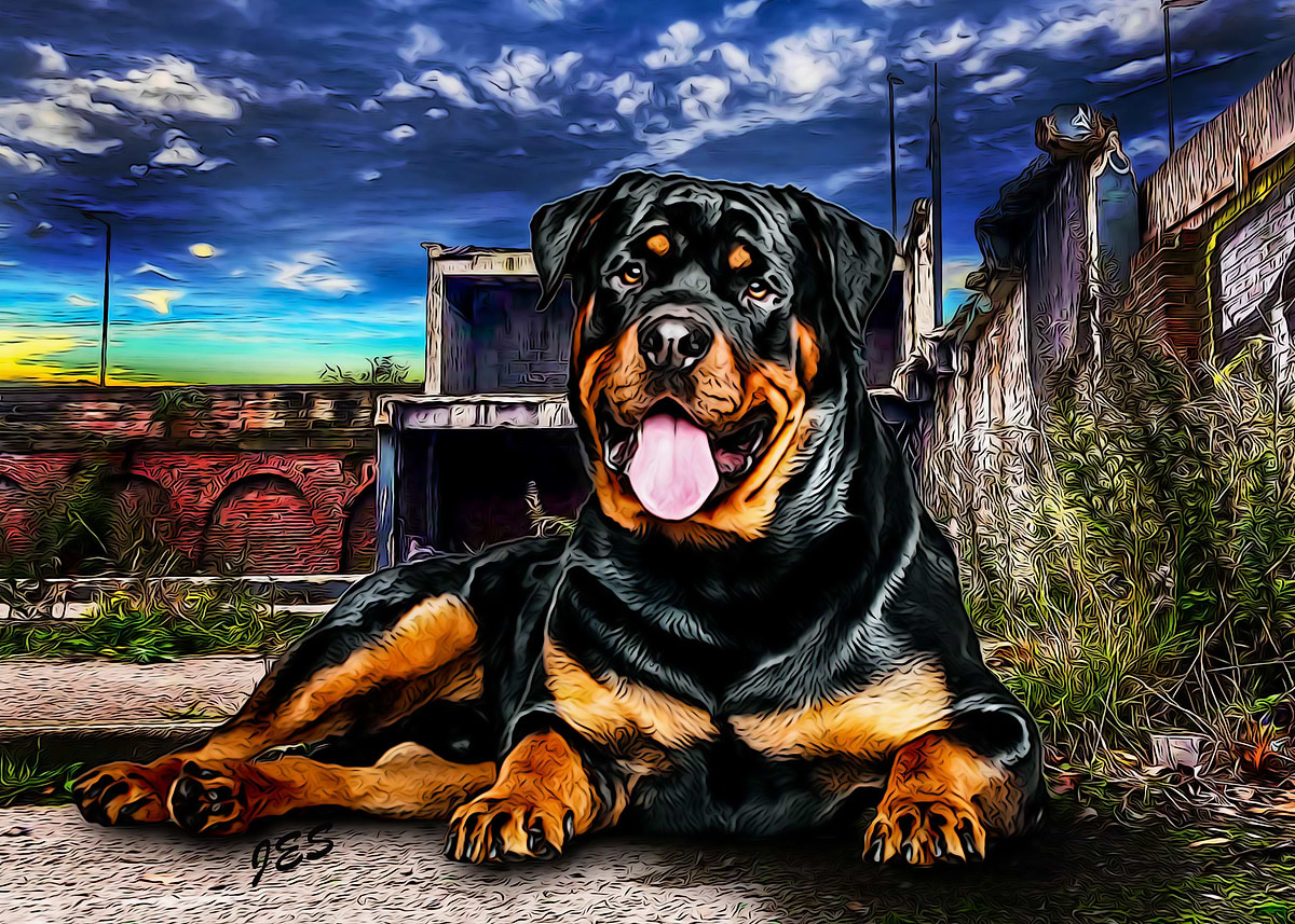 'Rotti' Poster, picture, metal print, paint by John Steinman | Displate
