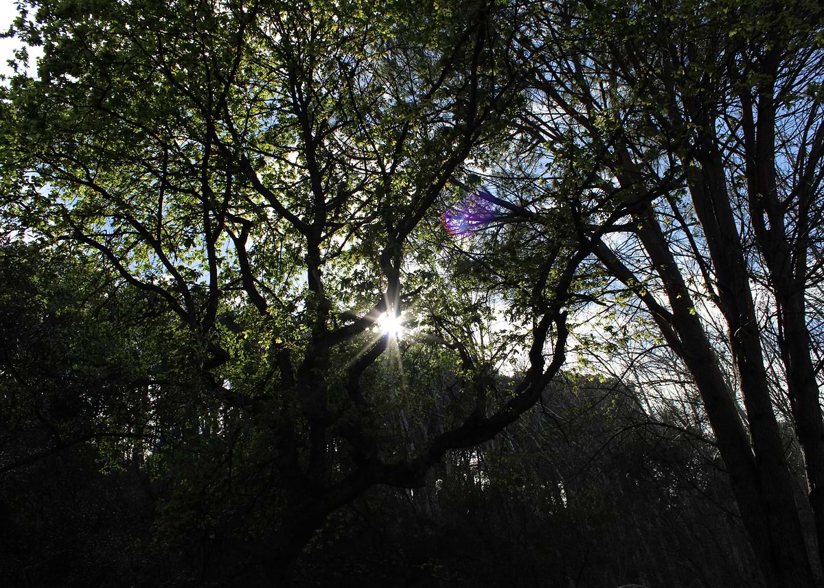 'Through the trees' Poster, picture, metal print, paint by Aimee Venter ...