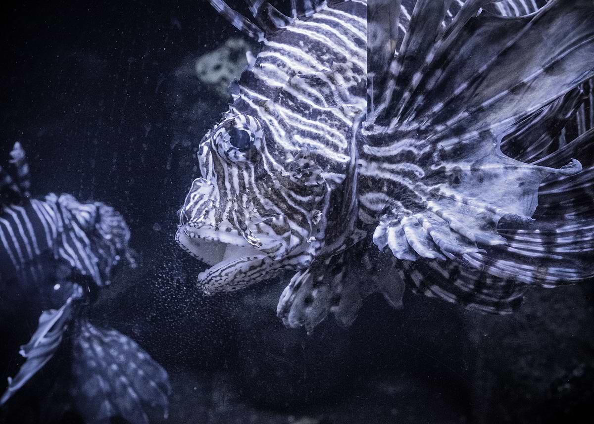 'fish of moscow' Poster, picture, metal print, paint by uros ...