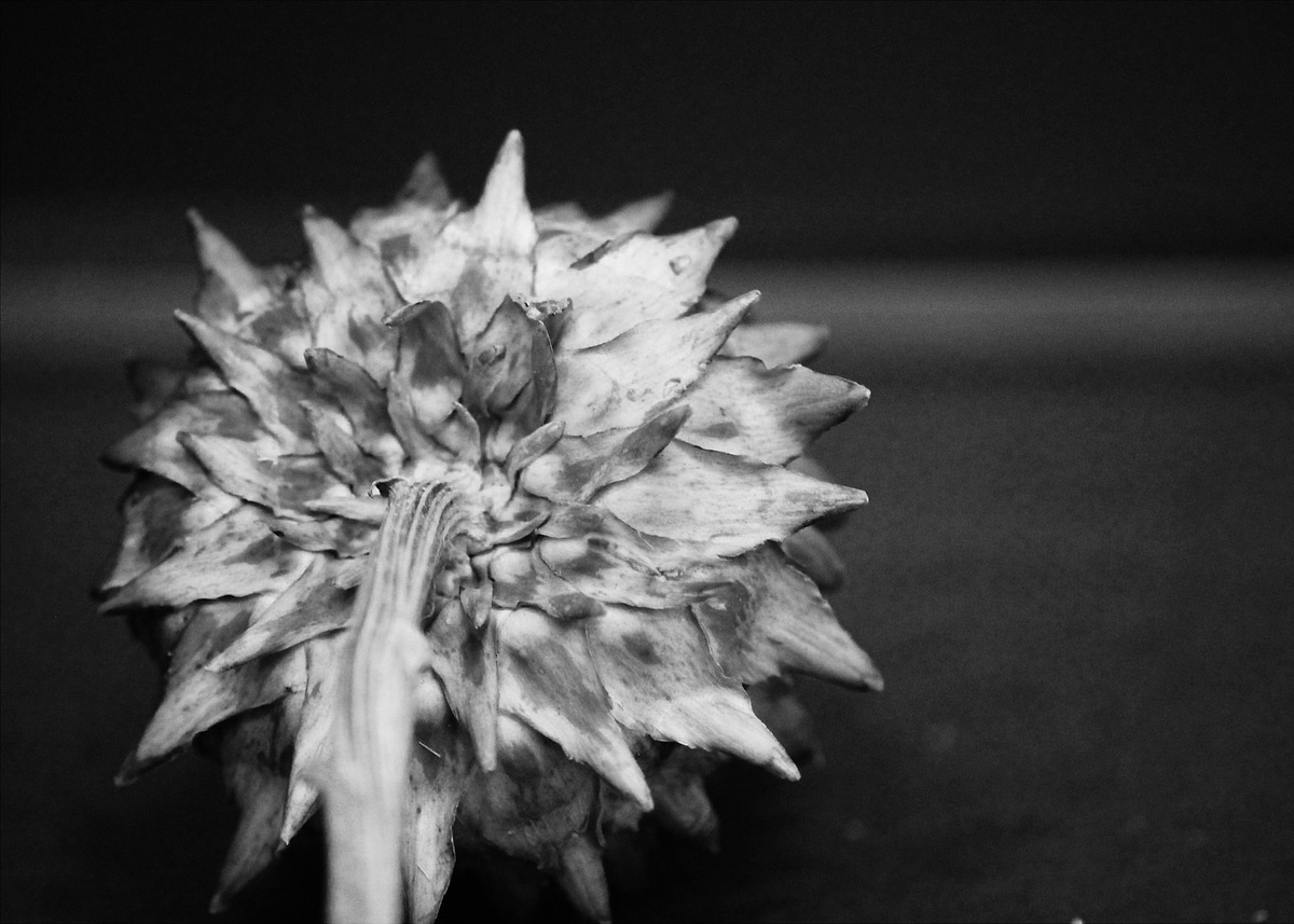 'Floral Monotony 6' Poster, picture, metal print, paint by Lorna | Displate