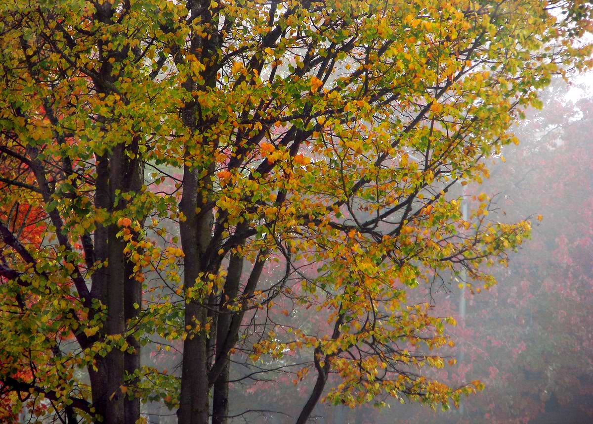 'Foggy Autumn Morning' Poster, picture, metal print, paint by Jaeda ...