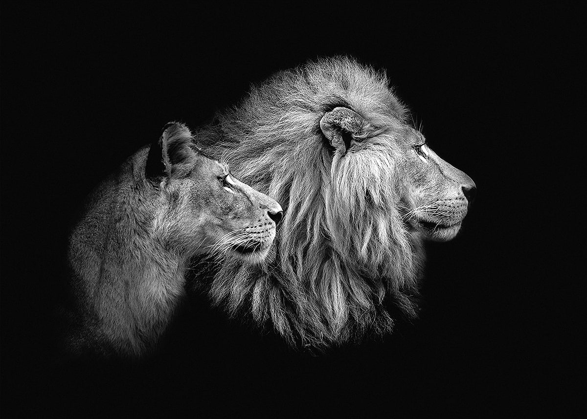 ' 2 lions head poster ' Poster, picture, metal print, paint by m5 ...