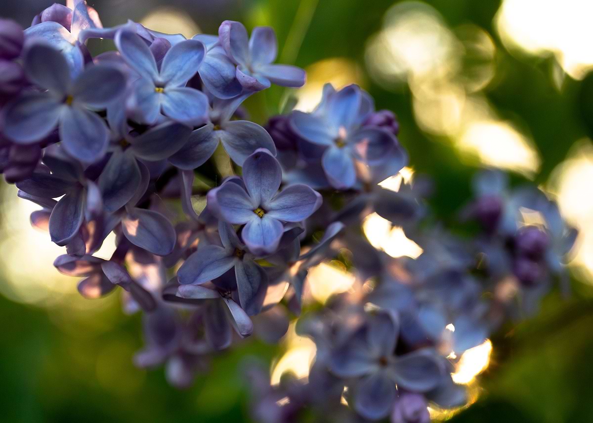 'Lilac' Poster, picture, metal print, paint by Simon Uzoni | Displate