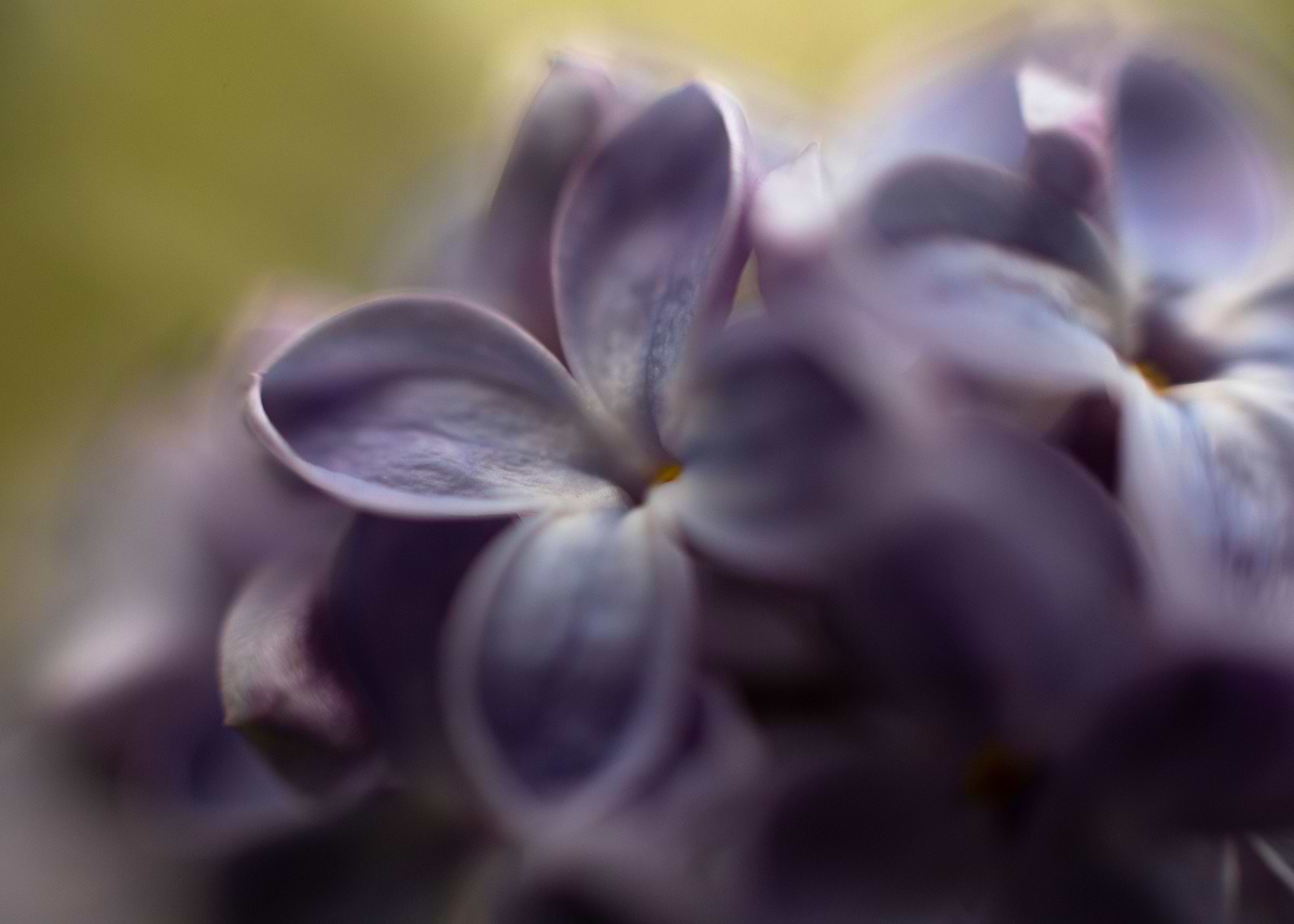 'Lilac' Poster, picture, metal print, paint by Simon Uzoni | Displate