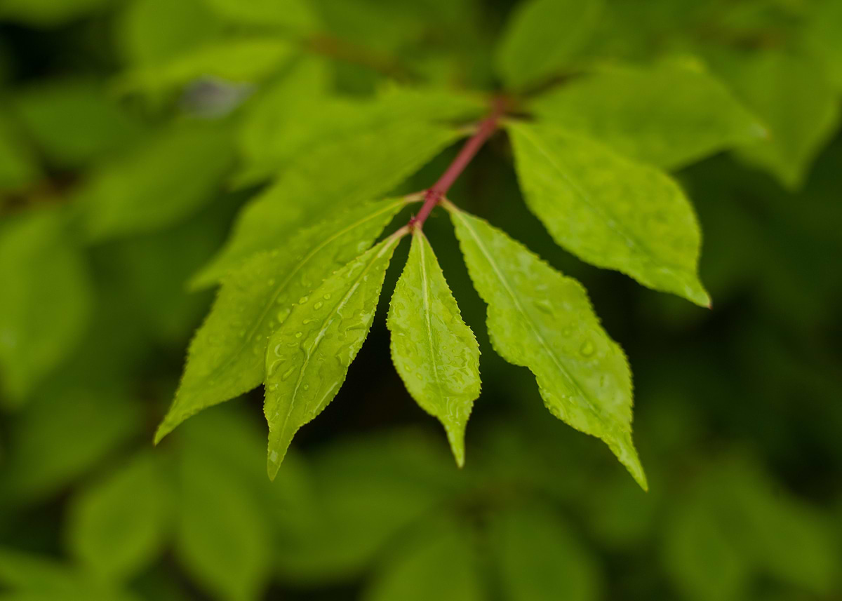 'Leafy ' Poster, picture, metal print, paint by BW Photography | Displate