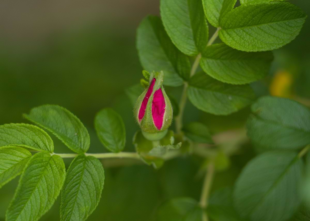 'Pink flower pre bloom' Poster, picture, metal print, paint by BW ...