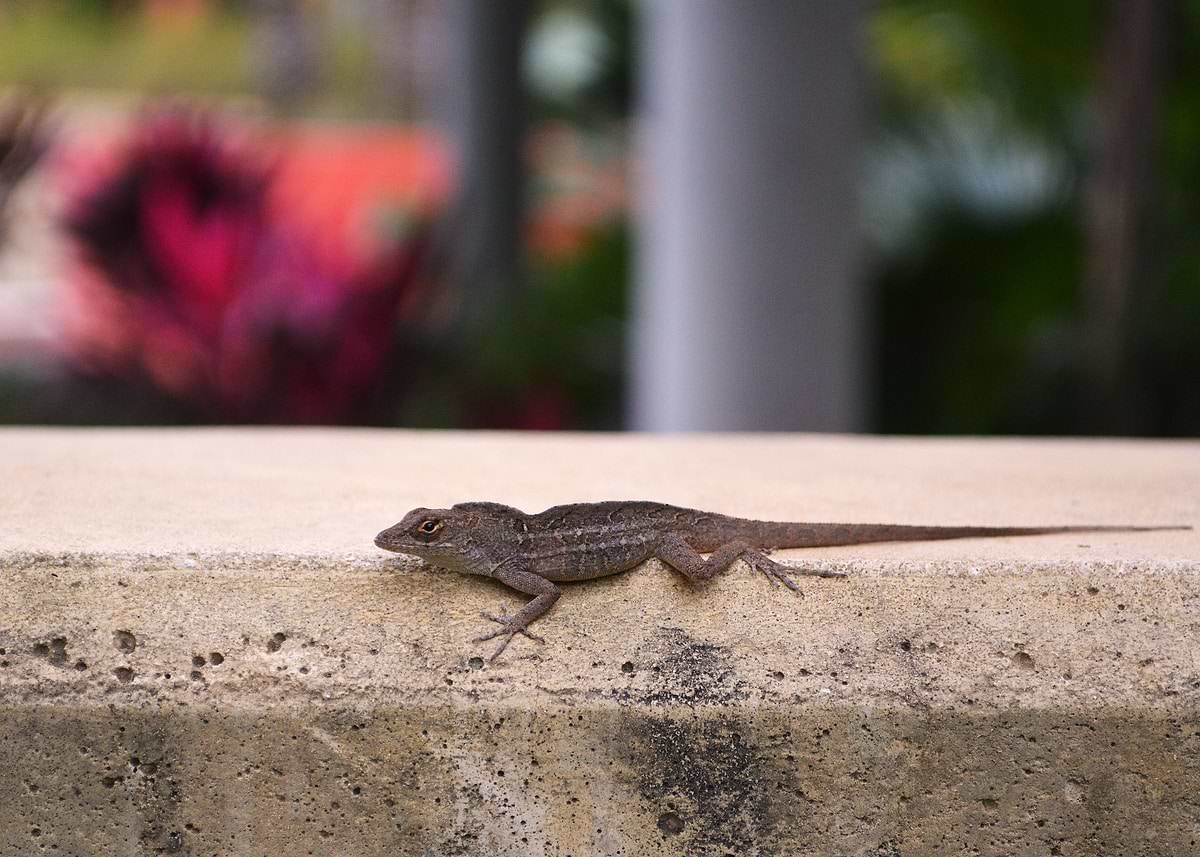 'Anole 1' Poster, picture, metal print, paint by Elizabeth | Displate
