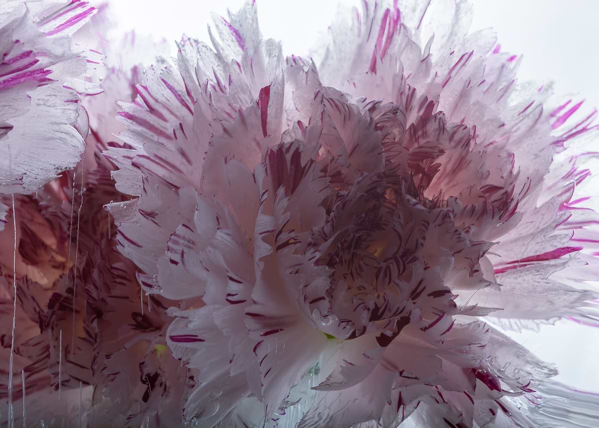 'Dianthus in ice 3' Poster, picture, metal print, paint by Marc ...