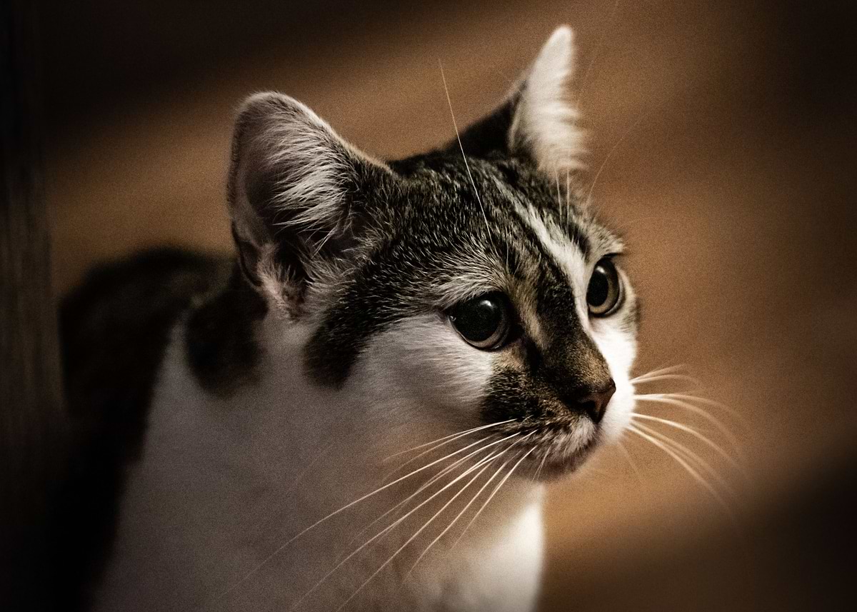 'Cat' Poster, picture, metal print, paint by Andy Boets | Displate