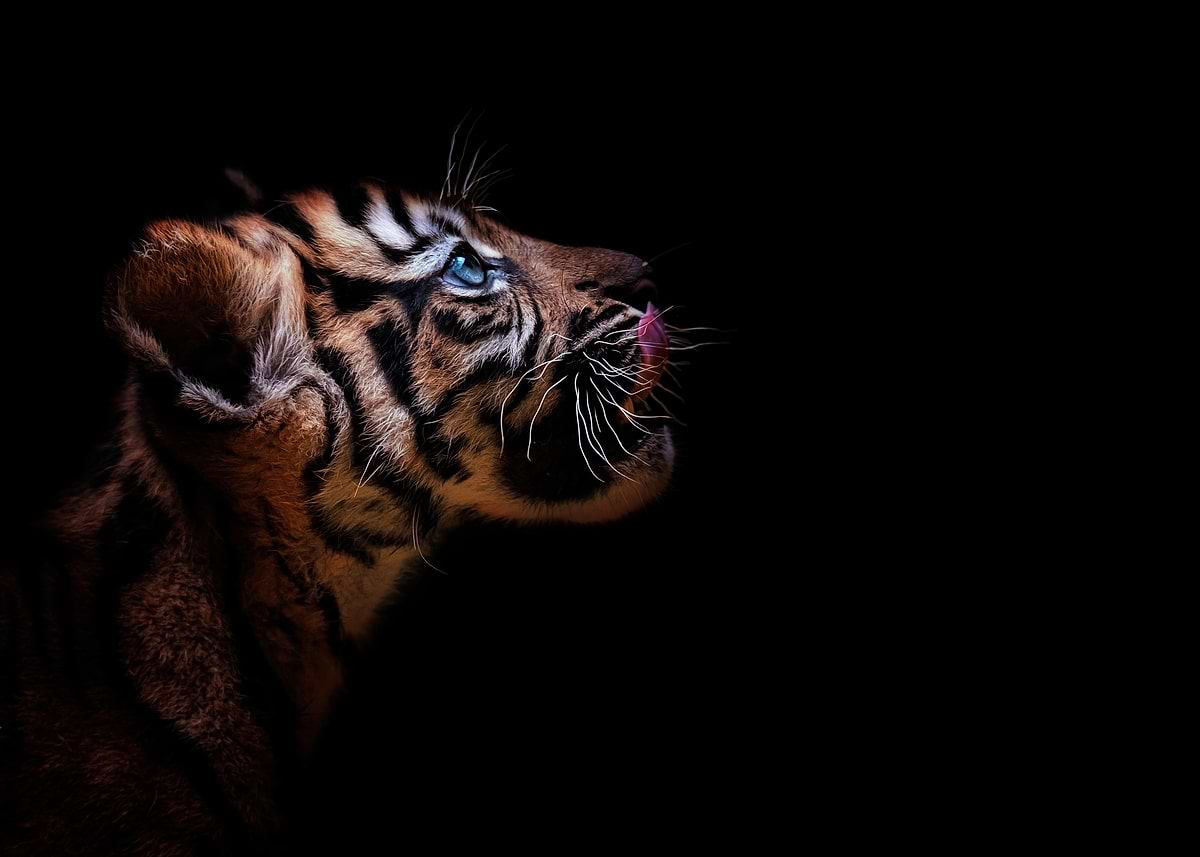 'Sumatran Tiger Kitten' Poster, picture, metal print, paint by Shuttout ...