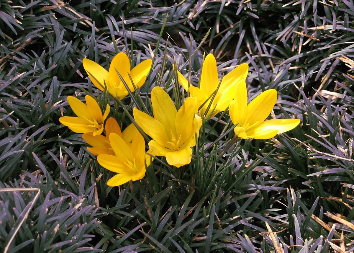 'Yellow Crocus Flower' Poster, picture, metal print, paint by Shane ...