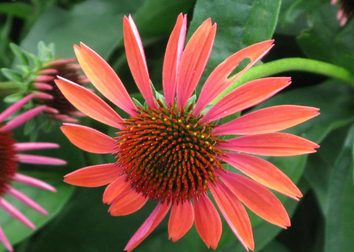 'Coral Coneflower ' Poster, picture, metal print, paint by Shane Weimer ...