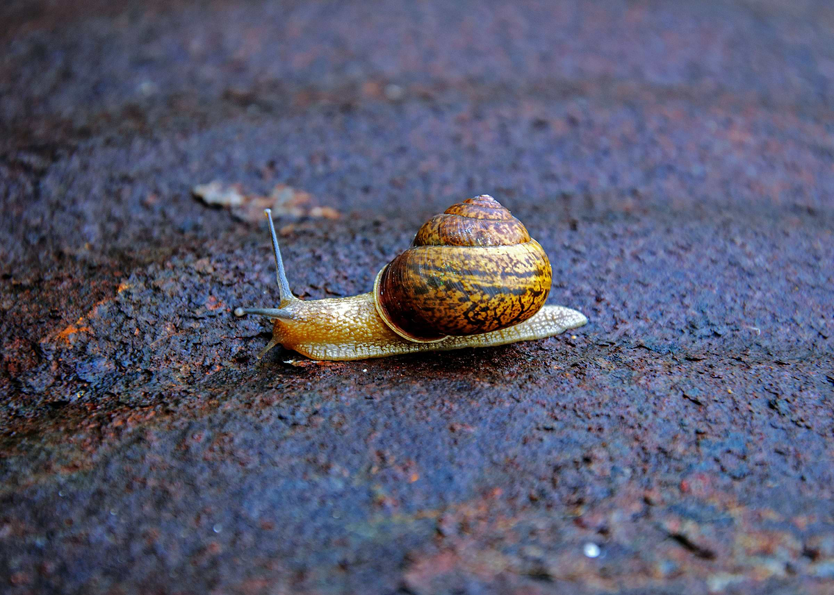 'Snail' Poster, picture, metal print, paint by Lazarus | Displate