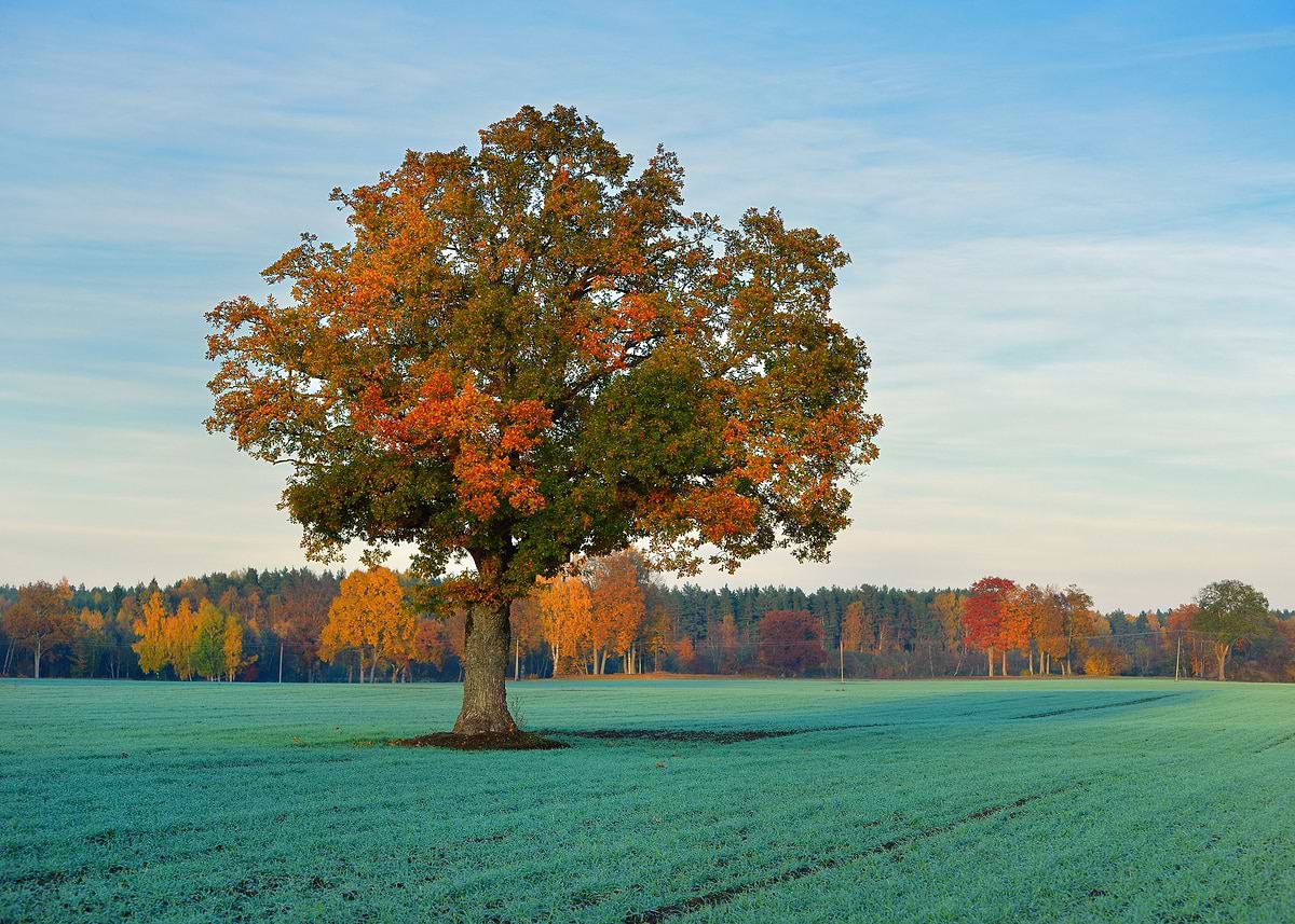 'Colorful Lonely Tree In Th' Poster, picture, metal print, paint by ...